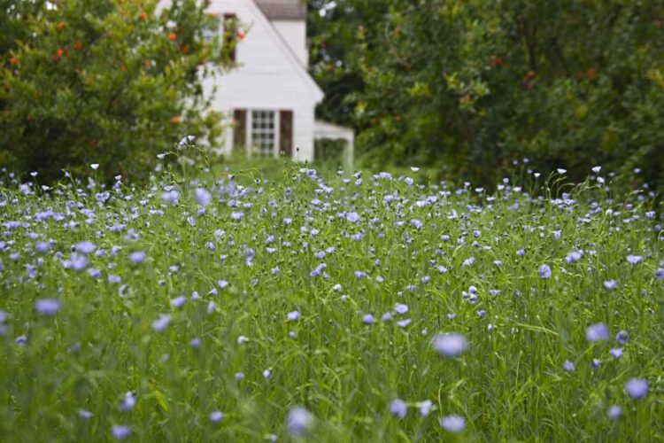 12 Herbs for the Colonial Garden - Mother Earth Living